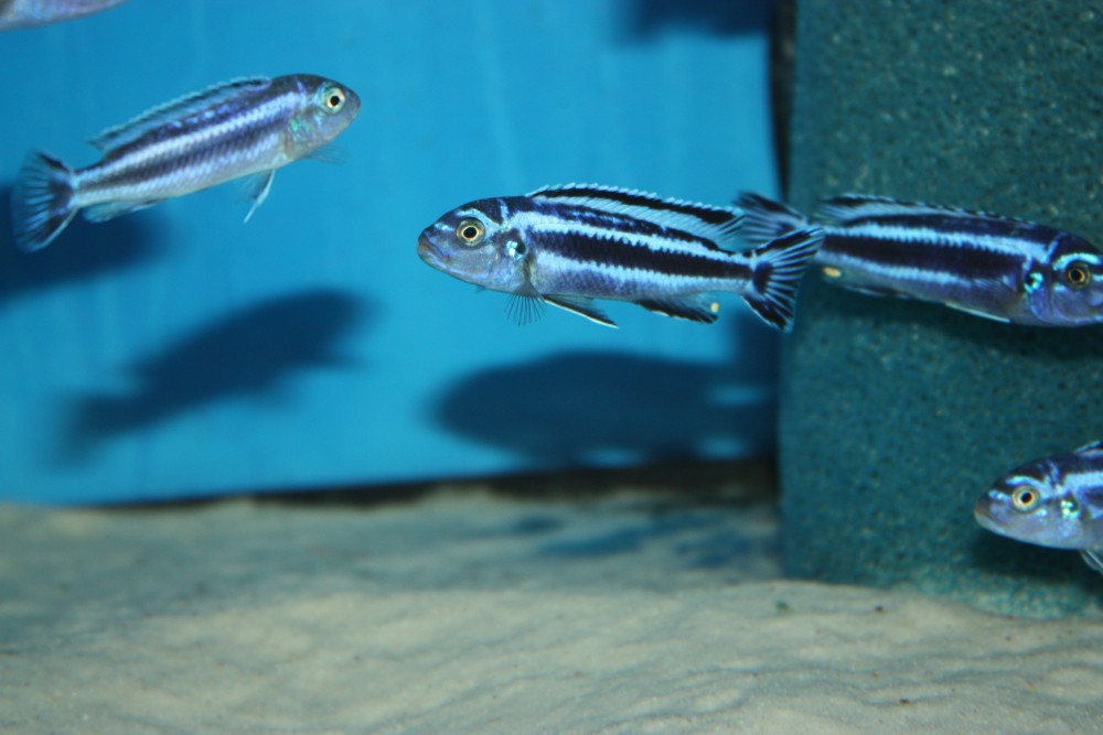 Melanochromis cyaneorhabdos Maingano • African Colours African Colours