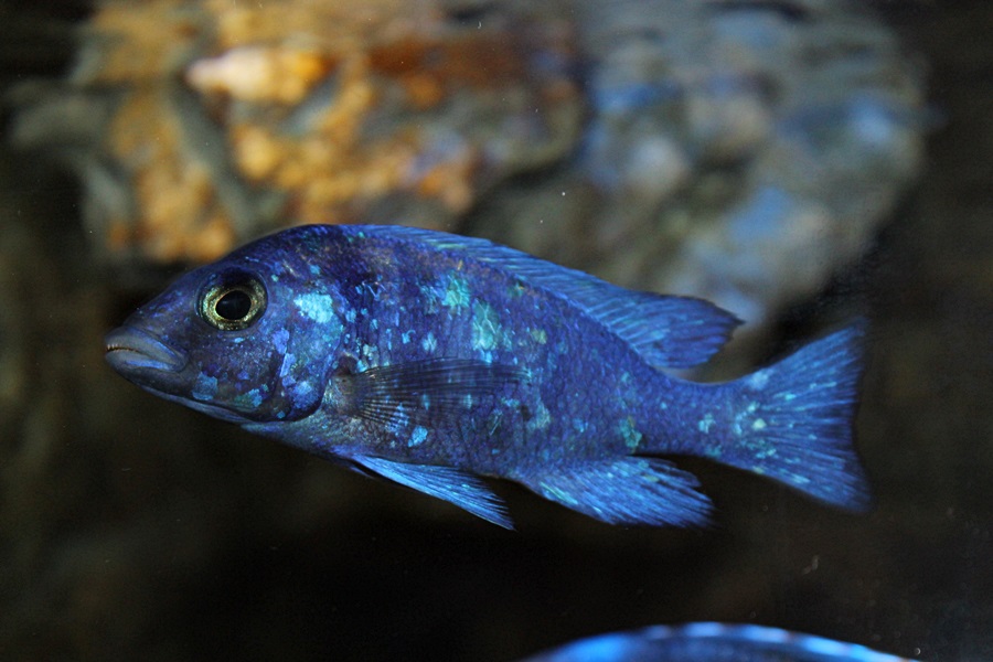 Placidochromis phenochilus tanzania • African Colours African Colours