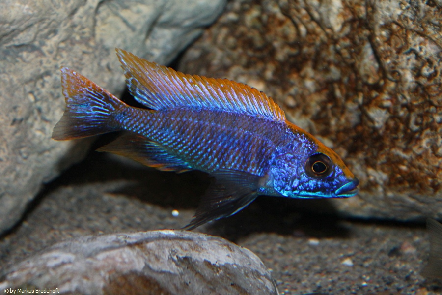 Melanochromis Vermivorus