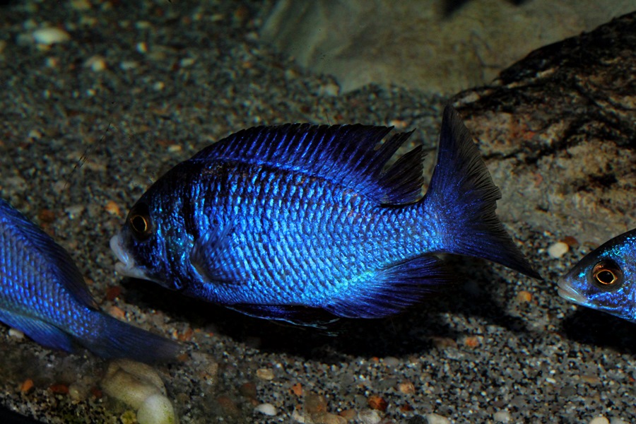 Placidochromis phenochilus mdoka • African Colours African Colours