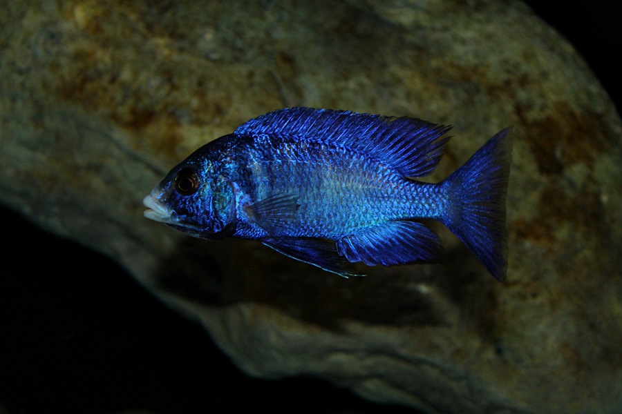 Placidochromis phenochilus mdoka • African Colours African Colours