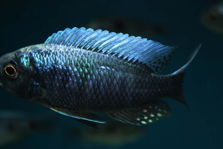 Copadichromis chrysonotus African Colours