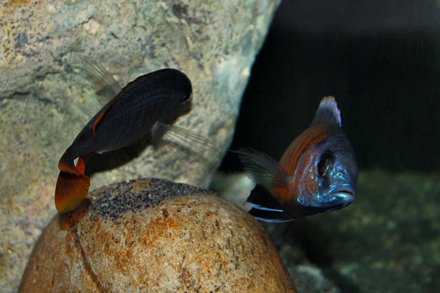 copadichromis-borleyi-kadango-red-fin (2) • African Colours African Colours