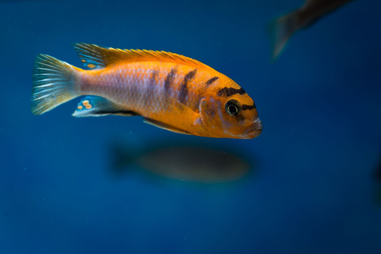 Malawisee Cichliden African Colours